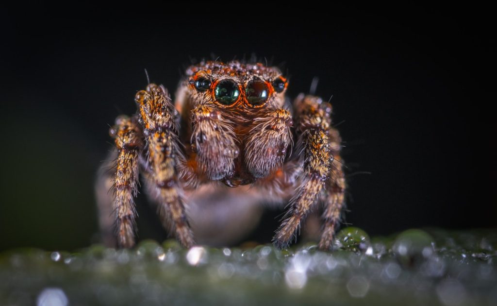 The most feared spider of the Americas and its hidden reality