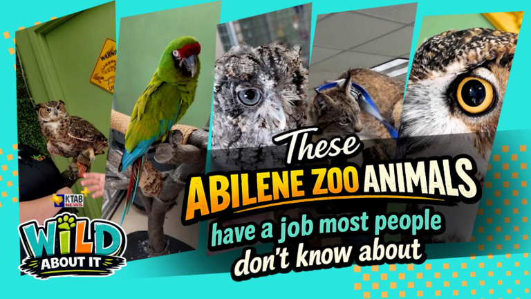 From rescue to education: Abilene Zoo animal ambassadors take center ...