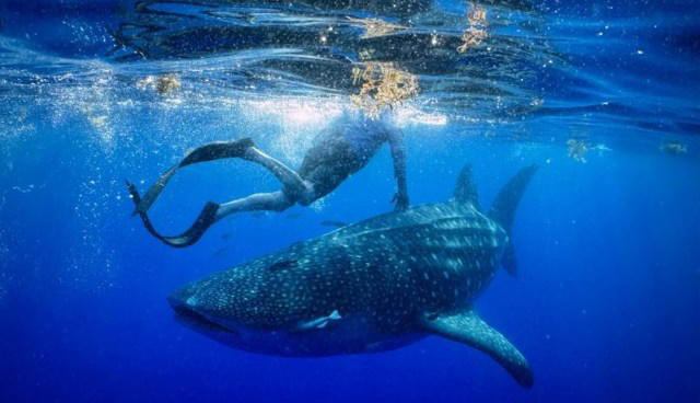 26-foot whale shark named Larry has been tracked for 335 days, giving ...