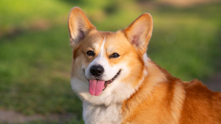 Fluffy corgi gets dressed up to go on an adventure like a true ...