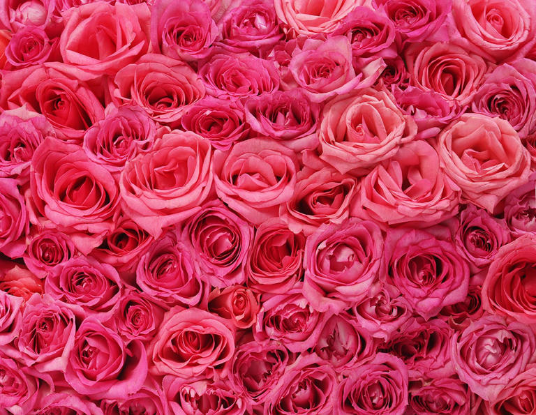 Here’s what these 11 popular rose colors mean before you send a bouquet