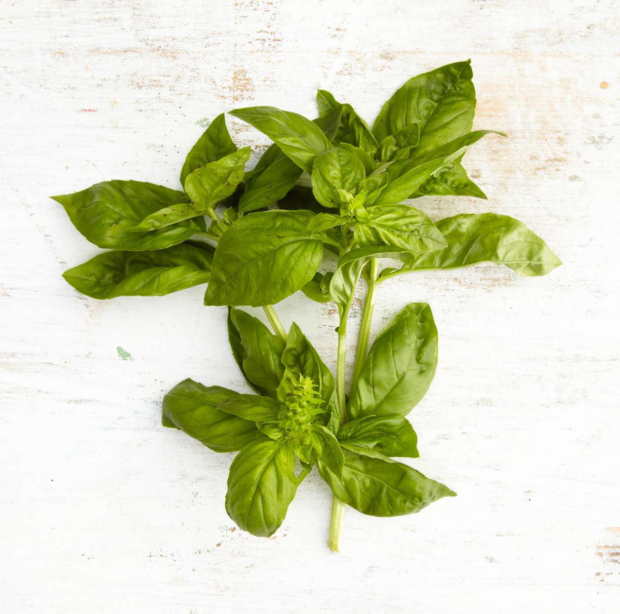 How to harvest basil so your plant keeps producing all summer long
