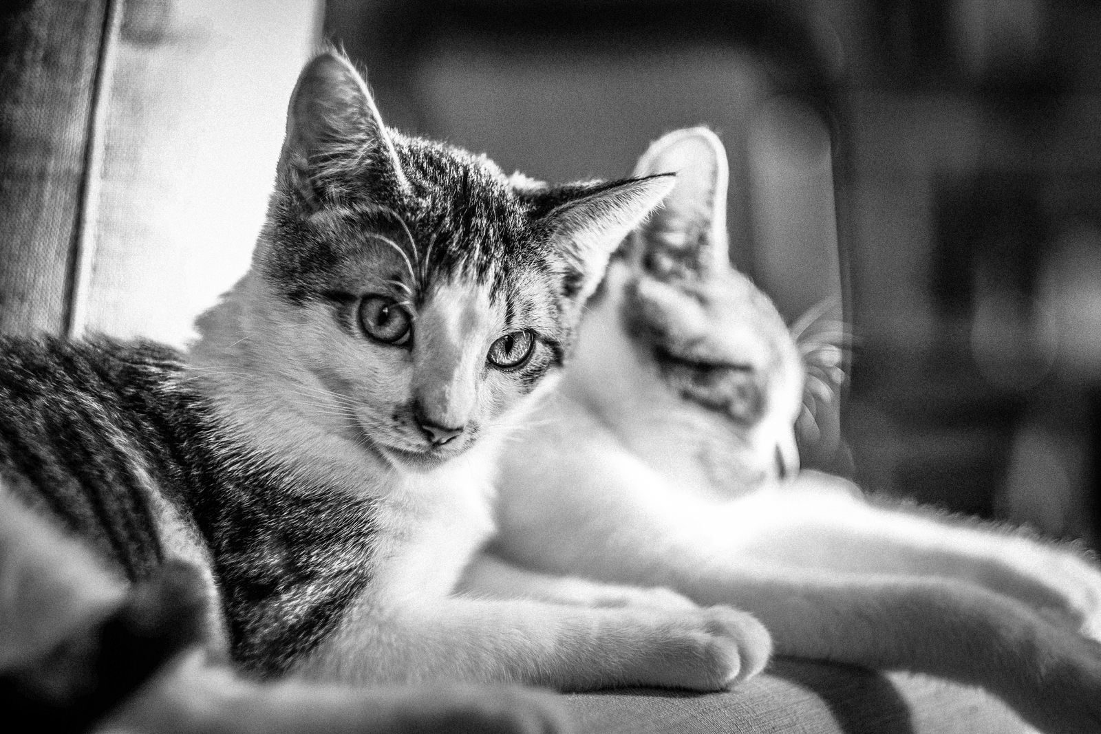 How one tiny rescue kitten guarded his helpless sister