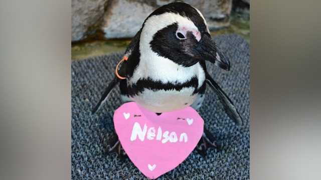 Racine Zoo mourns passing of African penguin, Nelson