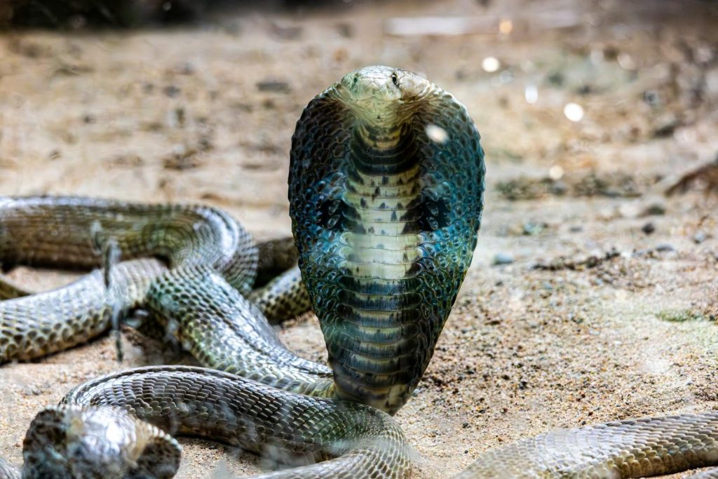 The hidden dangers behind king cobra venom