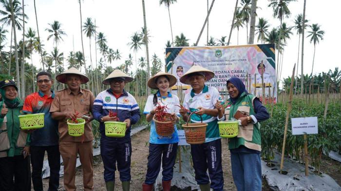 Gubernur Malut Sherly Laos panen cabai dan salurkan bantuan alsintan ke ...