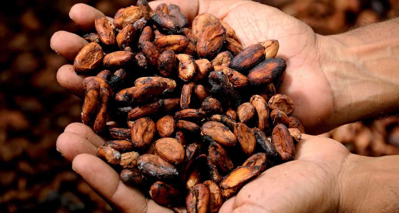 Cocoa prices slip on the outlook for drier Ivory Coast weather