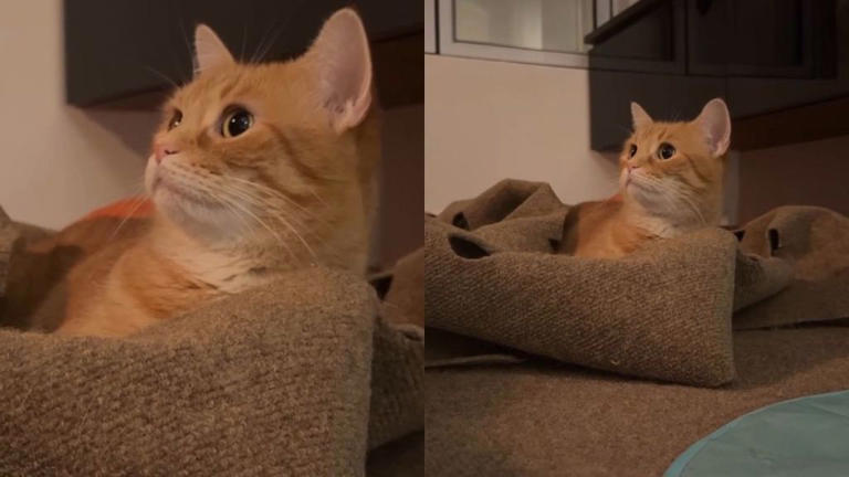 Cat is visibly flabbergasted after owners call out her 'trigger words'