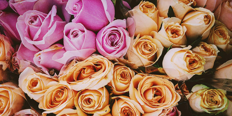 Here’s what these 11 popular rose colors mean before you send a bouquet