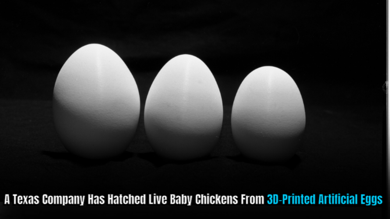 Scientists use 3D-printed eggs to help bring back extinct birds
