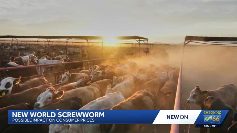 New World screwworm raises concern for cattle industry, consumer prices ...