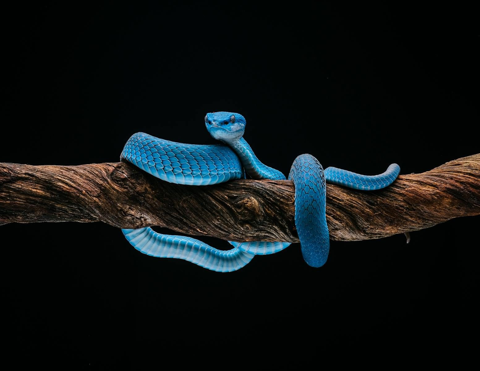Rare blue coral snake stuns experts with electric colors and powerful venom