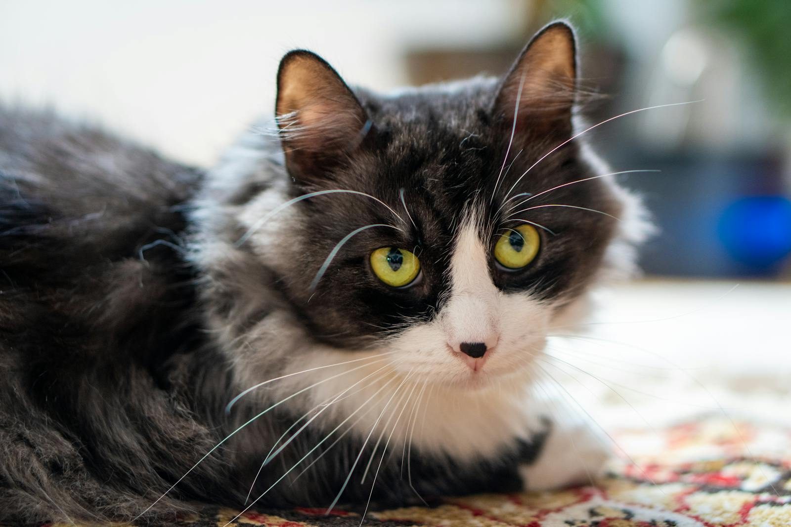 What does your cat think when you pretend to cry?