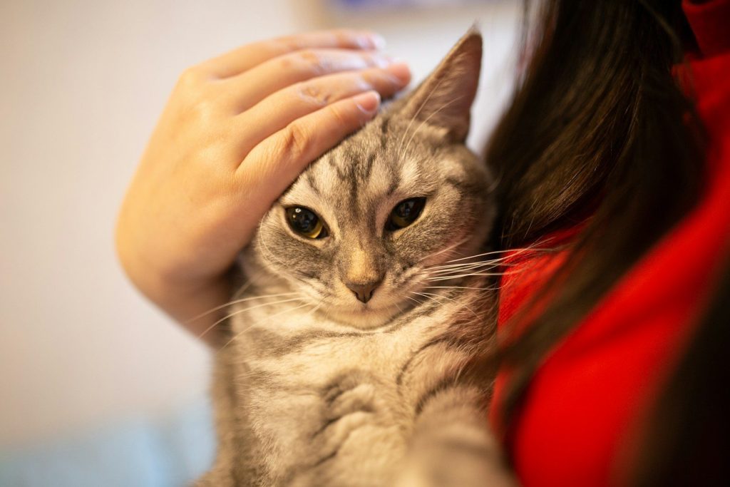 What does your cat think when you pretend to cry?