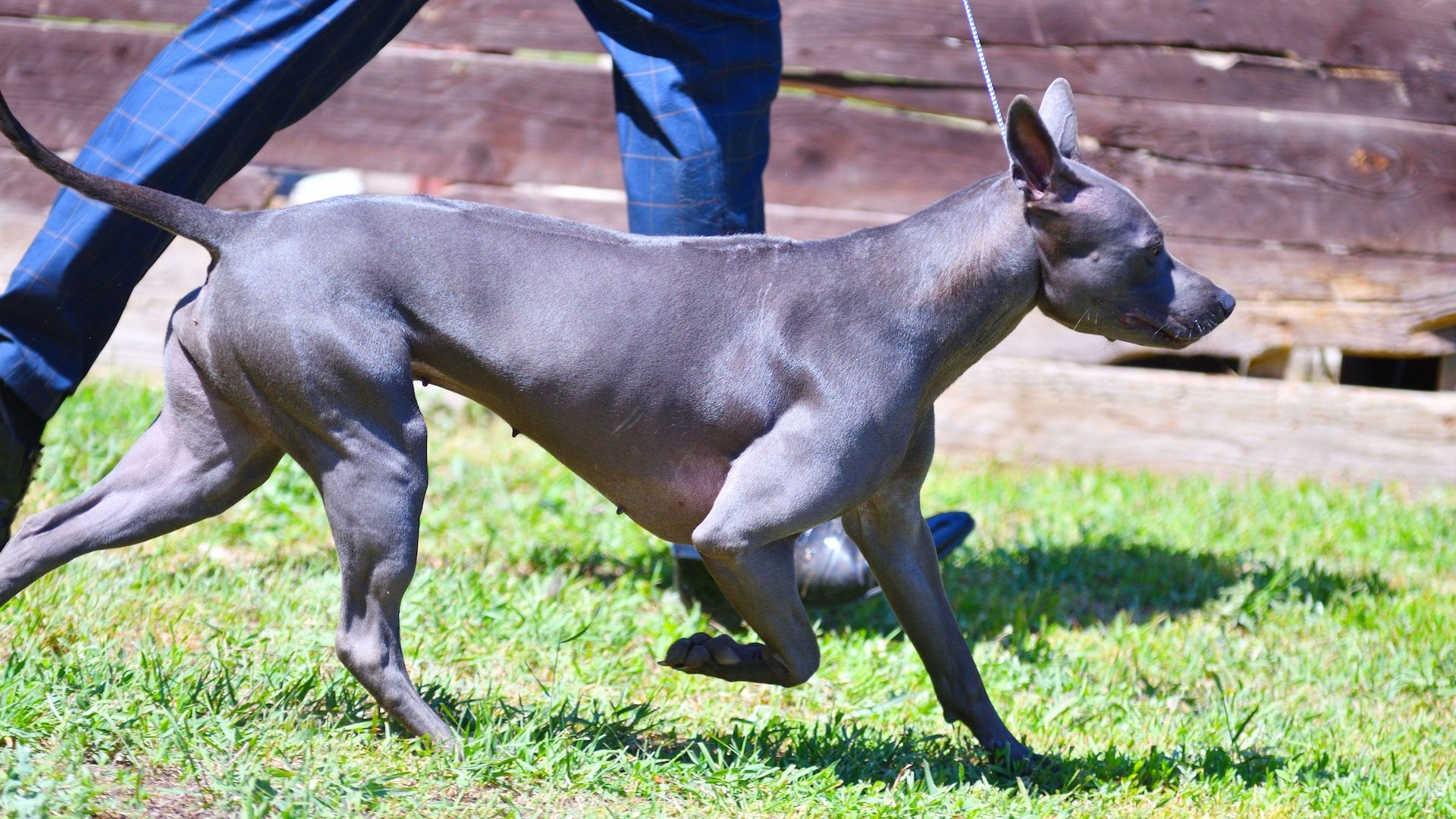 Asian dog breeds