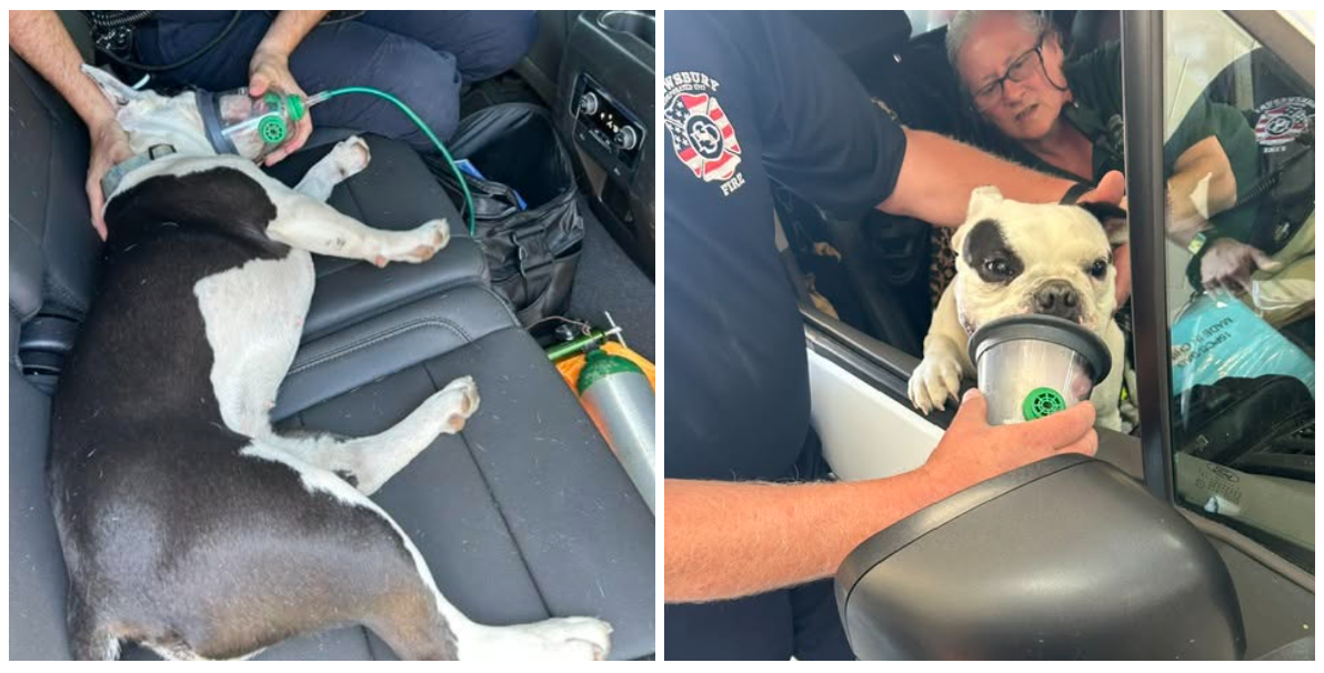 Mass. fire department issues warning after helping 2 dogs struggling to ...