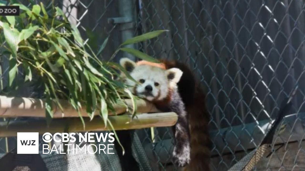 Red panda habitat set to open at the Maryland Zoo