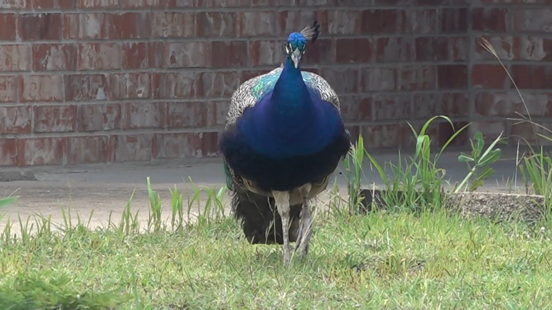 Officials asking residents to be cautious as peacocks take over ...