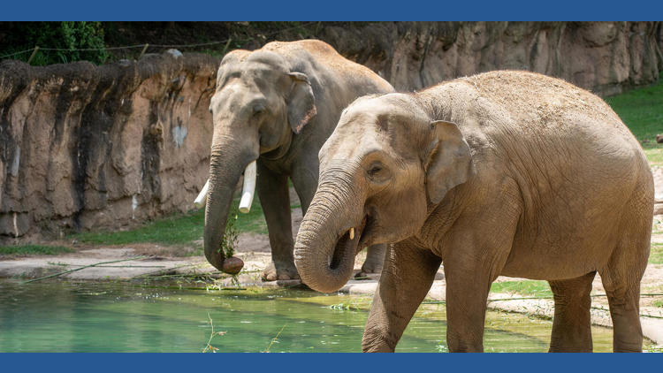 Namaste with elephants at the National Zoo