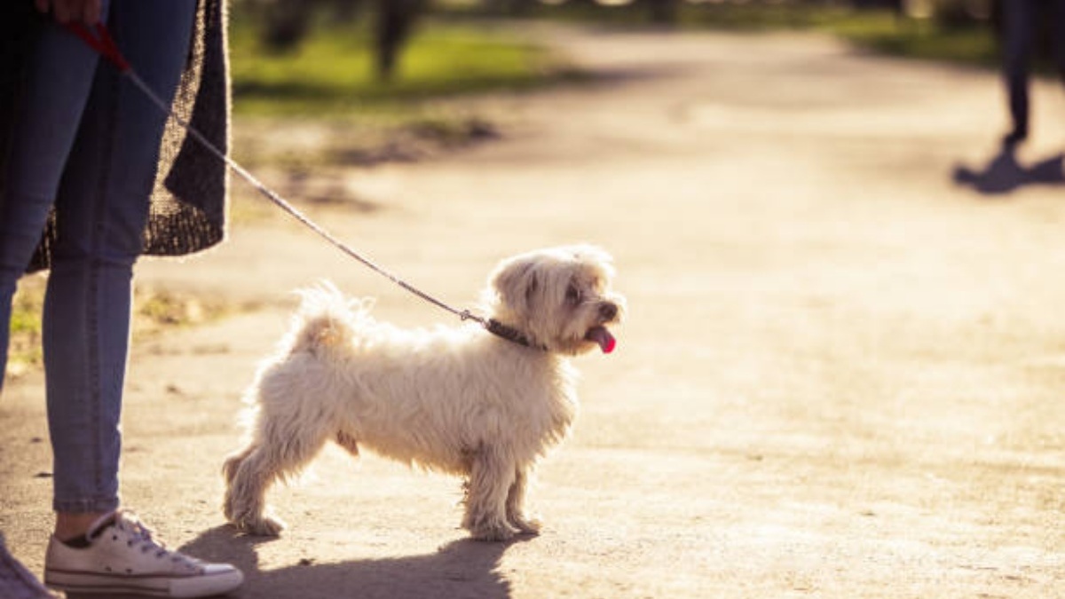 10 dog walking mistakes trainers say most owners make without knowing it