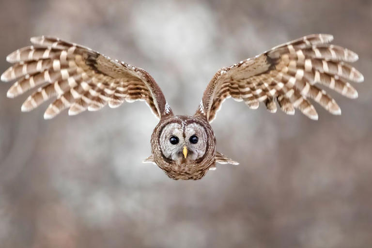 Wildlife officials plan to eradicate over 450,000 invasive barred owls ...