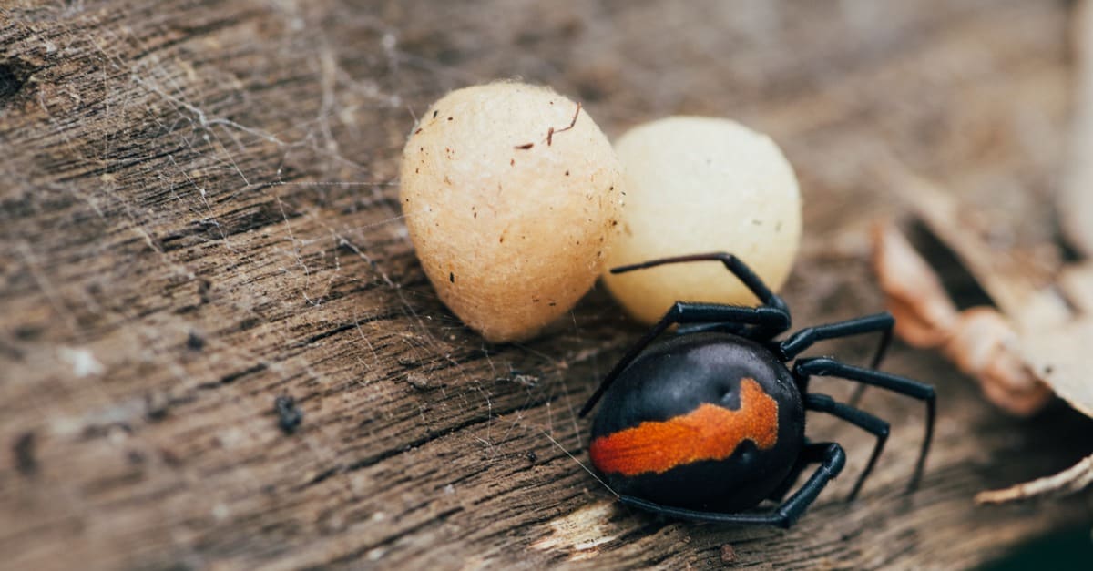 15 nightmare-inducing spiders that live in Japan