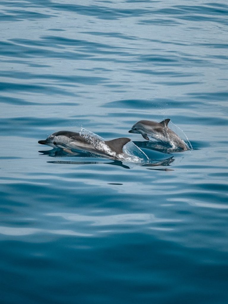 6 animals often accused of killing for no reason