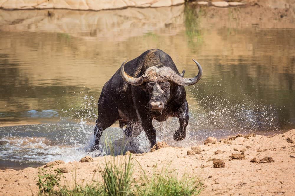 10 African buffalo facts that prove why they’re one of Africa’s most ...