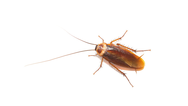 Can bugs and pests chew through caulk