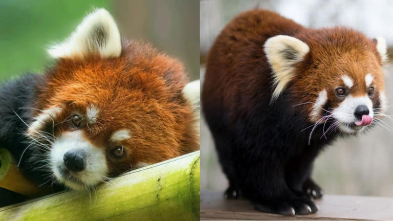 Phoenix the red panda dies at WNC Nature Center after sudden health decline