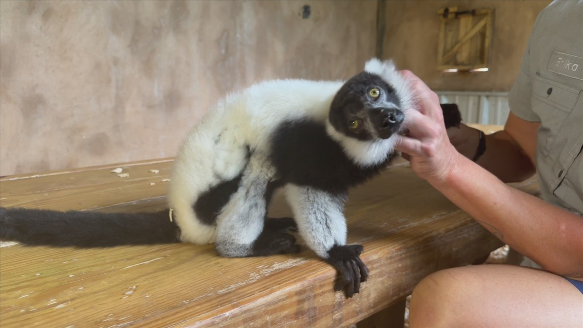 'Uri' the lemur remarkably recovers from fire, back at ZooWorld after 6 ...