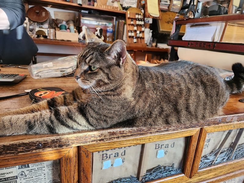 This historic West Virginia general store has a resident cat named ...