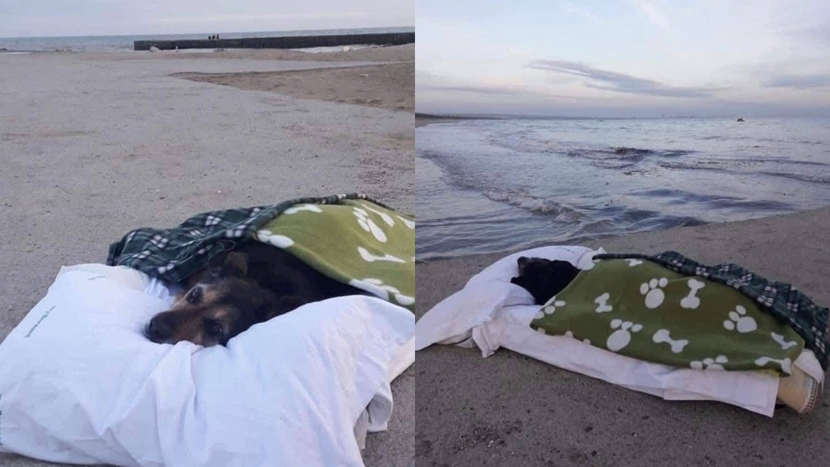 Man takes his sick dog to see the sea one last time, touching thousands