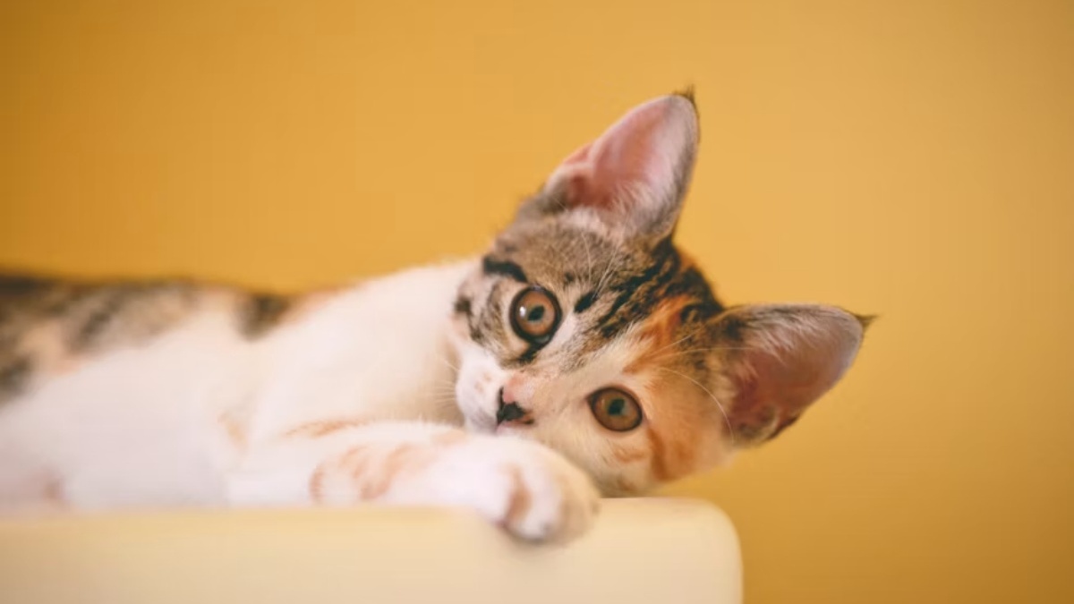 8 funny signs your cat has completely taken control of your life