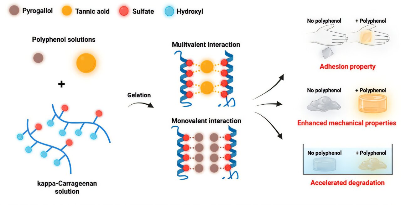 Tea compound boosts seaweed hydrogel strength fivefold, while tuning ...