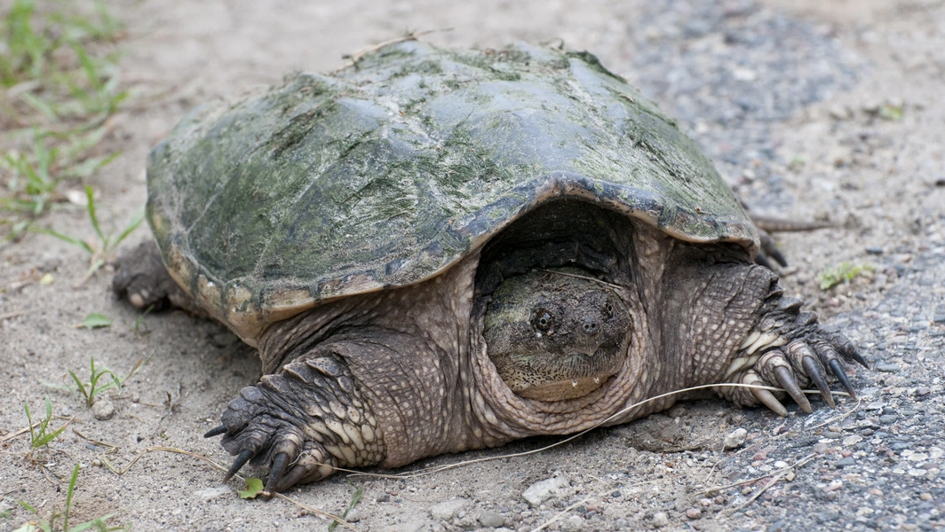 Scientists highlight basking’s vital role in snapping turtle health