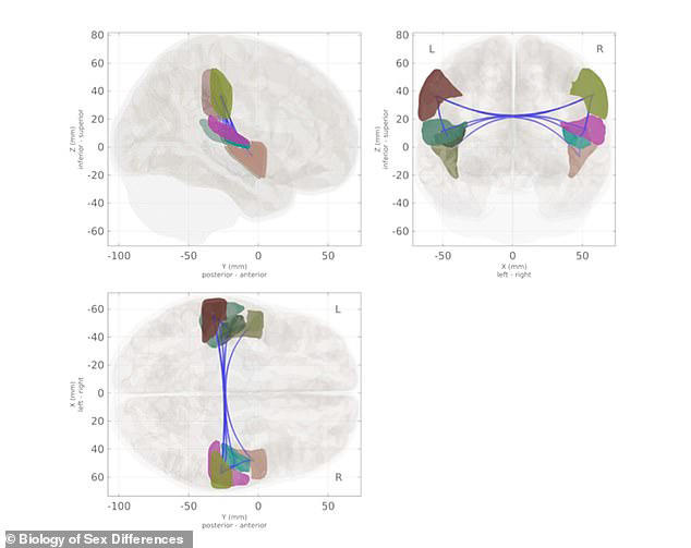 Study reveals why women are more likely to develop devastating memory ...