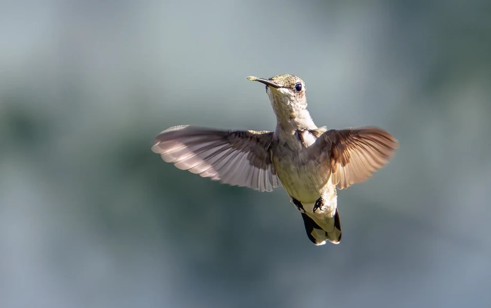 Hummingbird heart extremes spark new conservation urgency