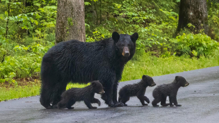 Not Everglades, not Olympic: This popular national park is the most ...