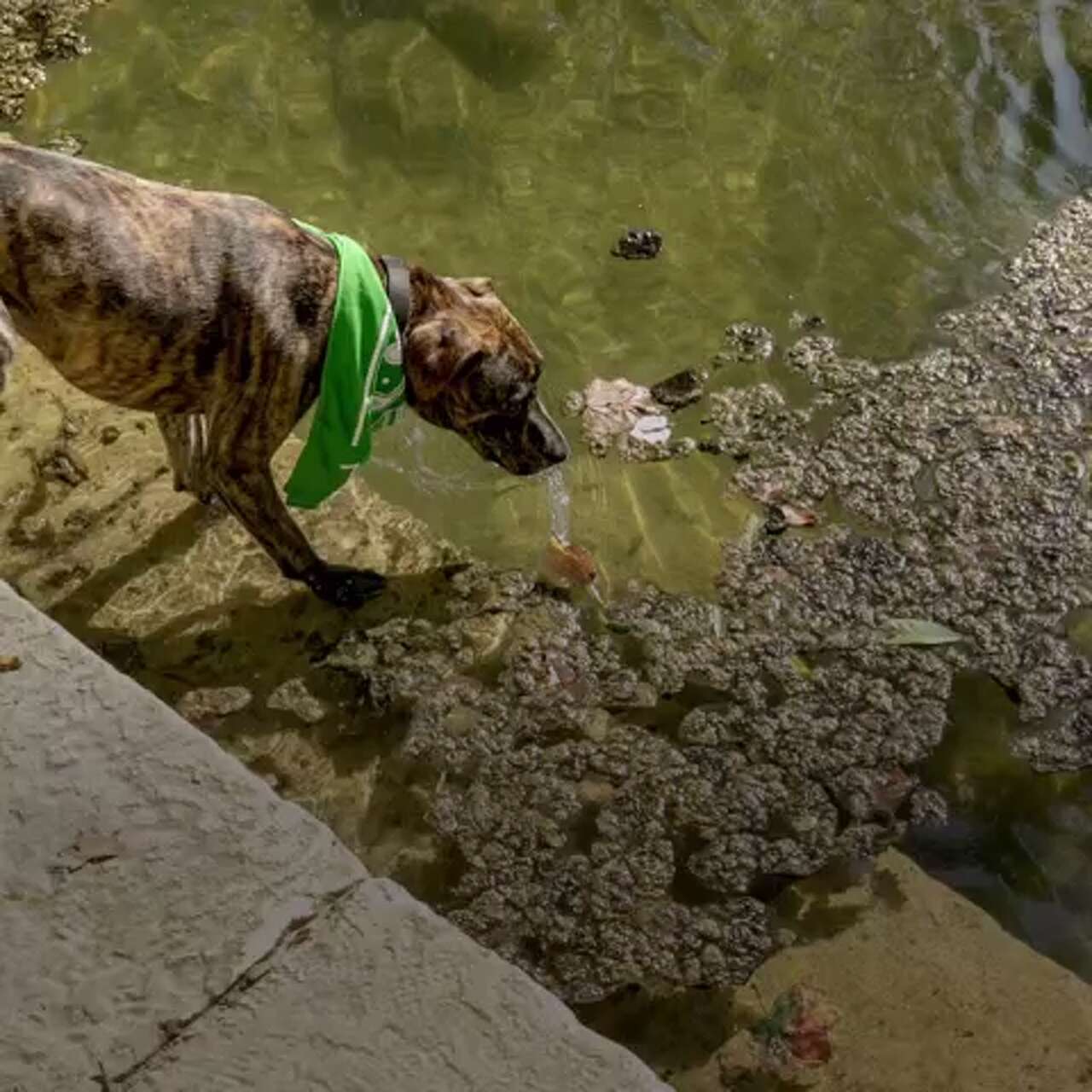 Toxic blue-green algae found in Lady Bird Lake, Lake Austin. What to know