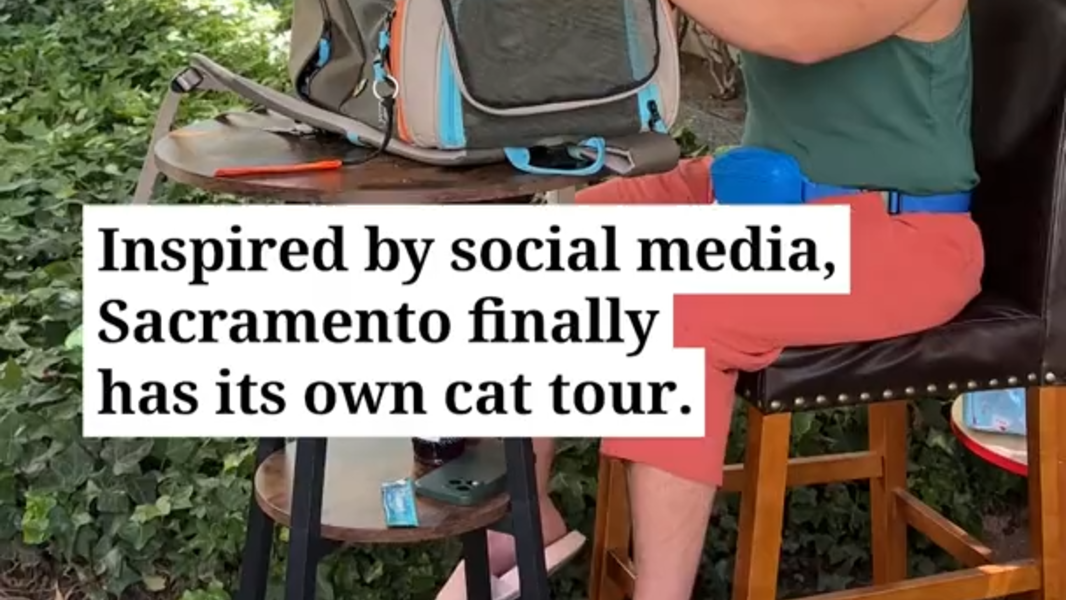 Watch as NorCal Resist hosts first 'cat tour' in Sacramento