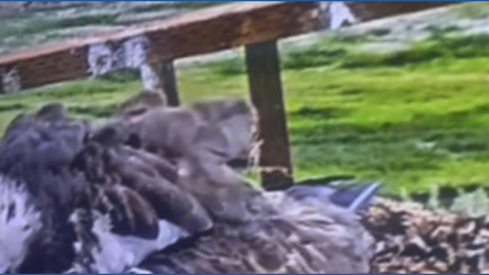 Idaho osprey nest camera live