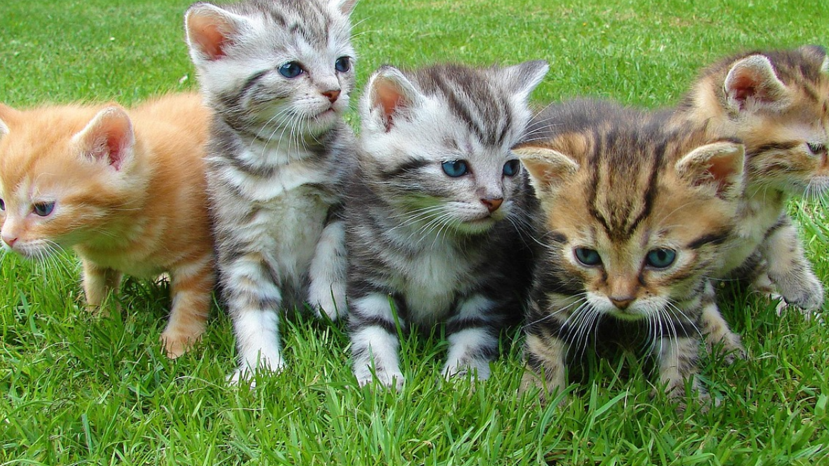 15 cat names that are very uncommon but that veterinarians love to hear