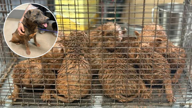 Upstate shelter seeks emergency foster after mom dog, nine puppies ...