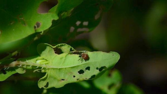 Michigan will release 4,000 tiny weevils to take down a 'mile-a-minute ...