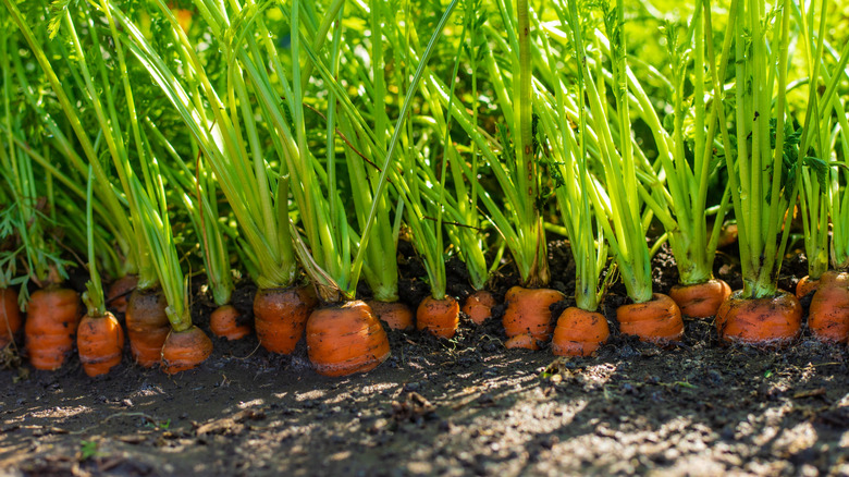 Ditch the store-bought fertilizer: There's a natural way to enrich carrots