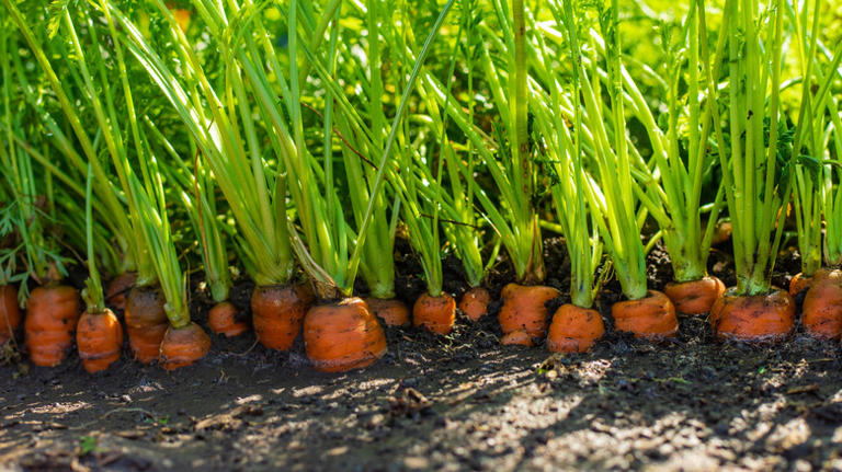 Ditch the store-bought fertilizer: There's a natural way to enrich carrots