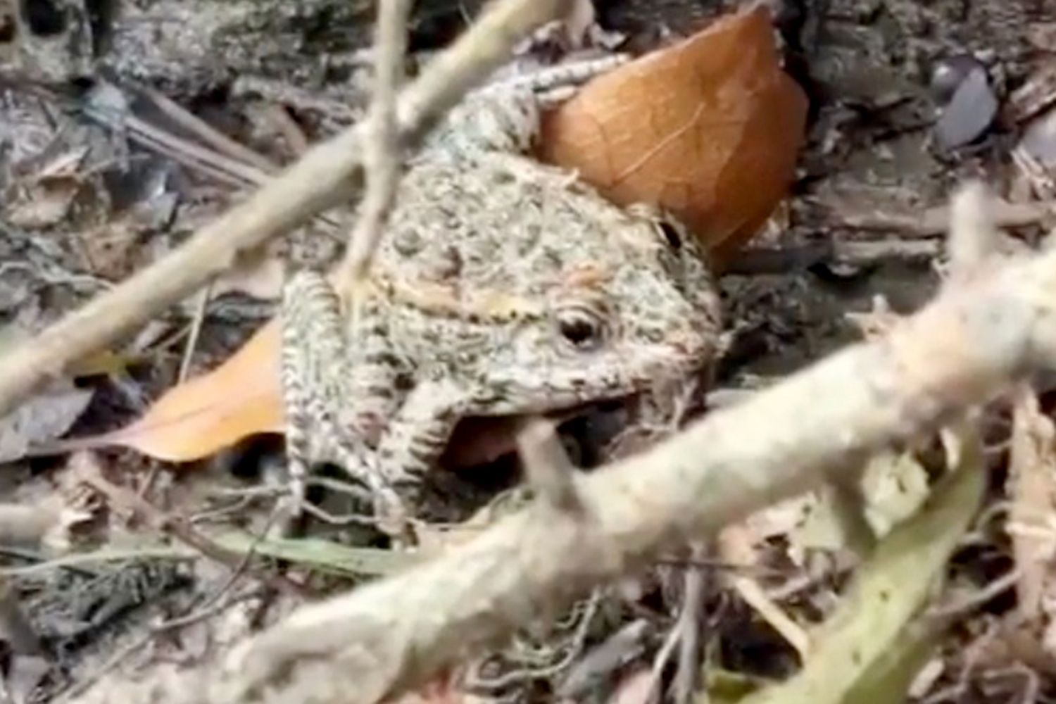Hundreds of rare dusky gopher frogs released in South Mississippi for ...