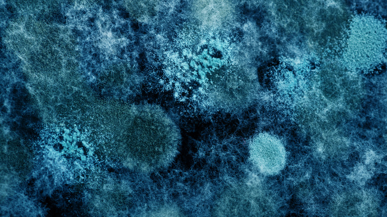 Not the couch, not the rug: The overlooked place mold may be hiding in ...
