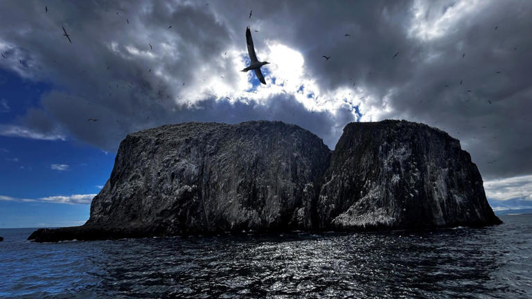 RSPB buys Bass Rock after 300 years in private hands